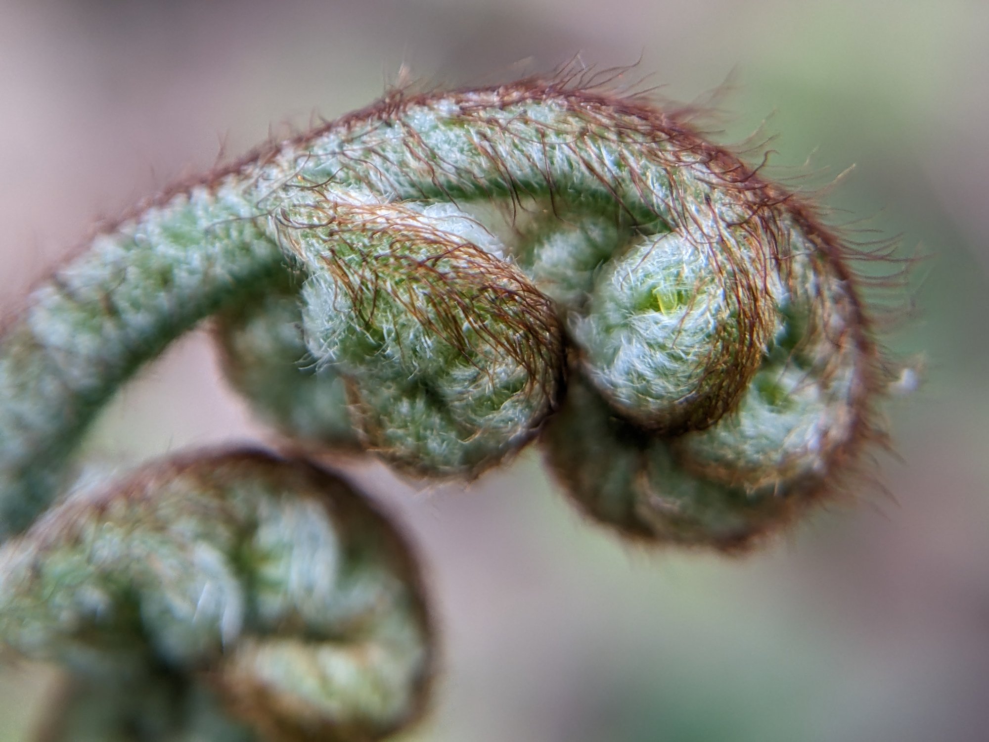 How to Grow Fiddleheads for Your Harvest Table - The Habitat