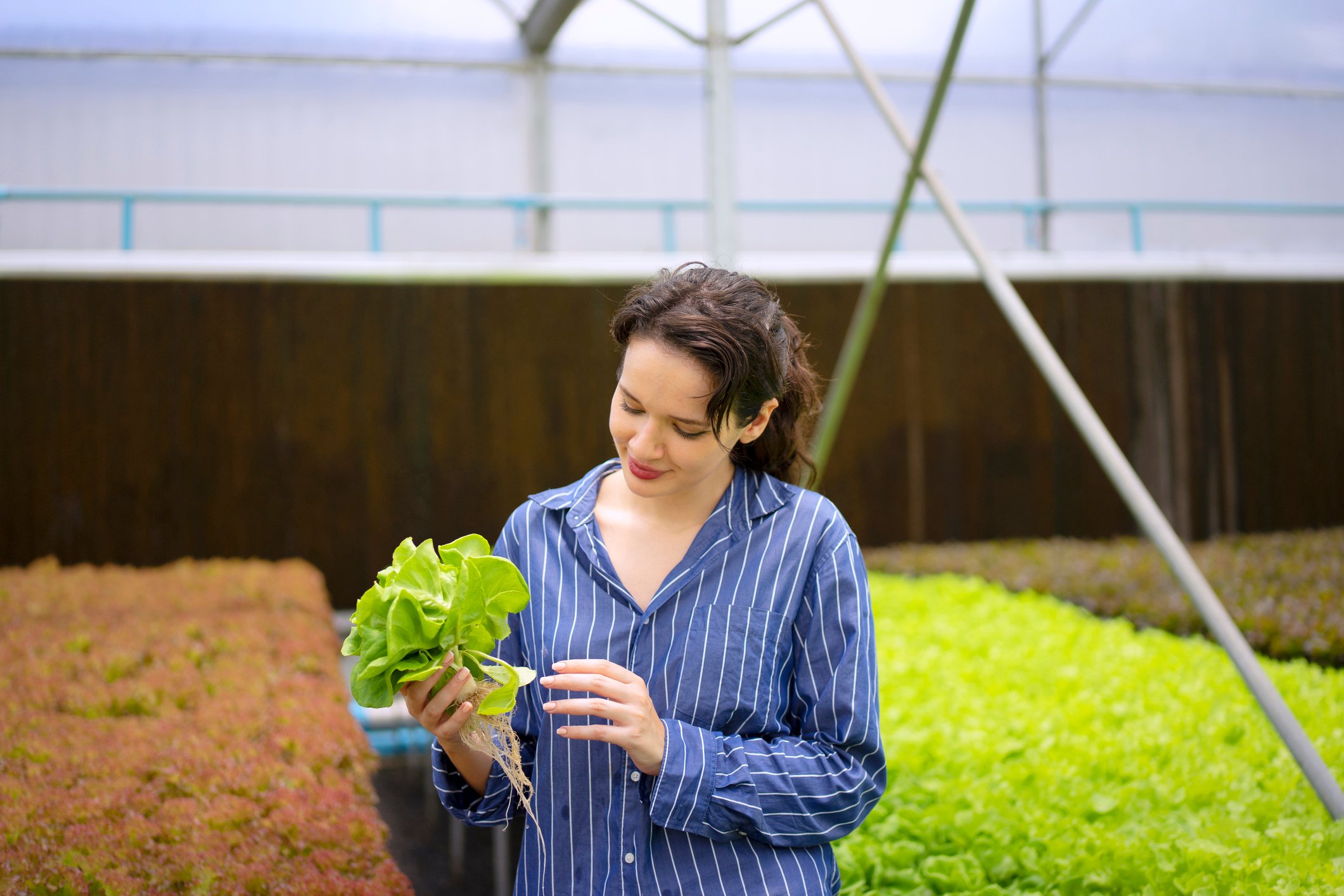 How To Grow Celtuce - The Habitat