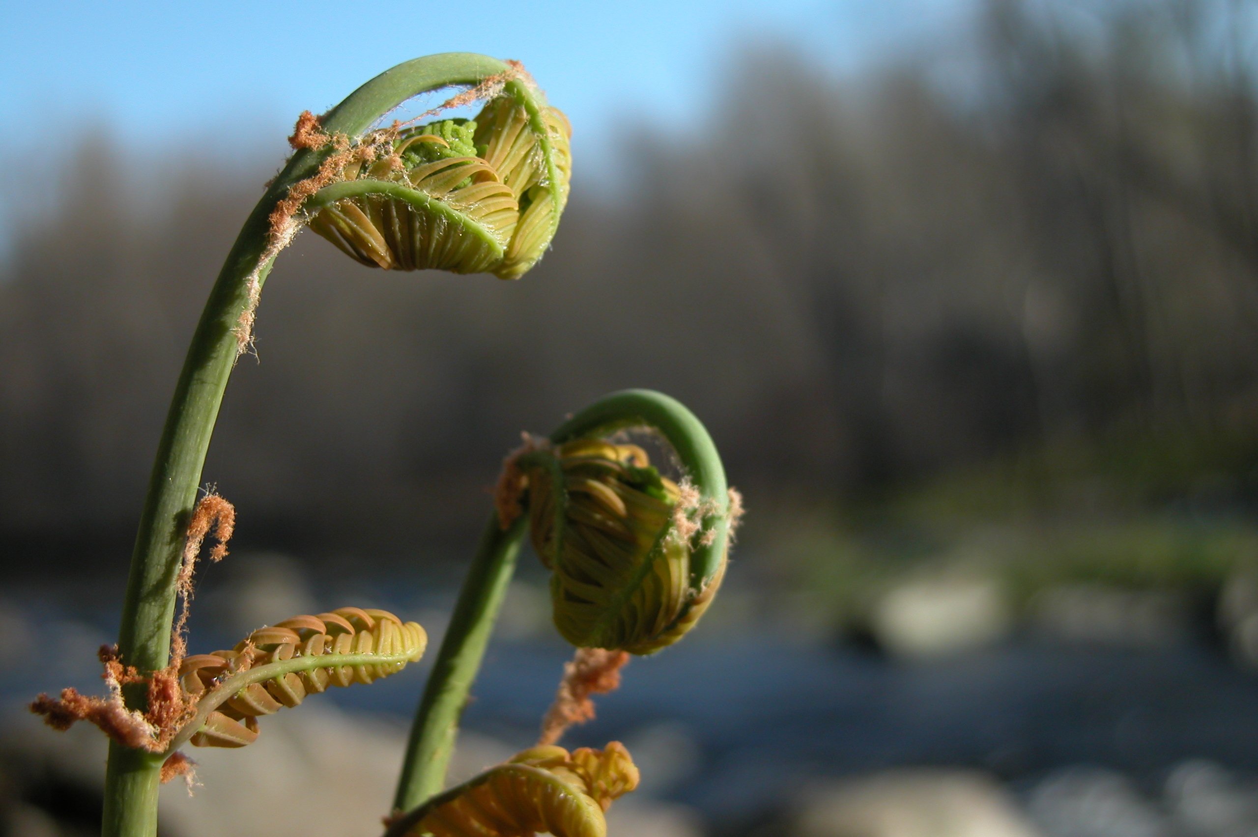 How to Grow Fiddleheads for Your Harvest Table - The Habitat