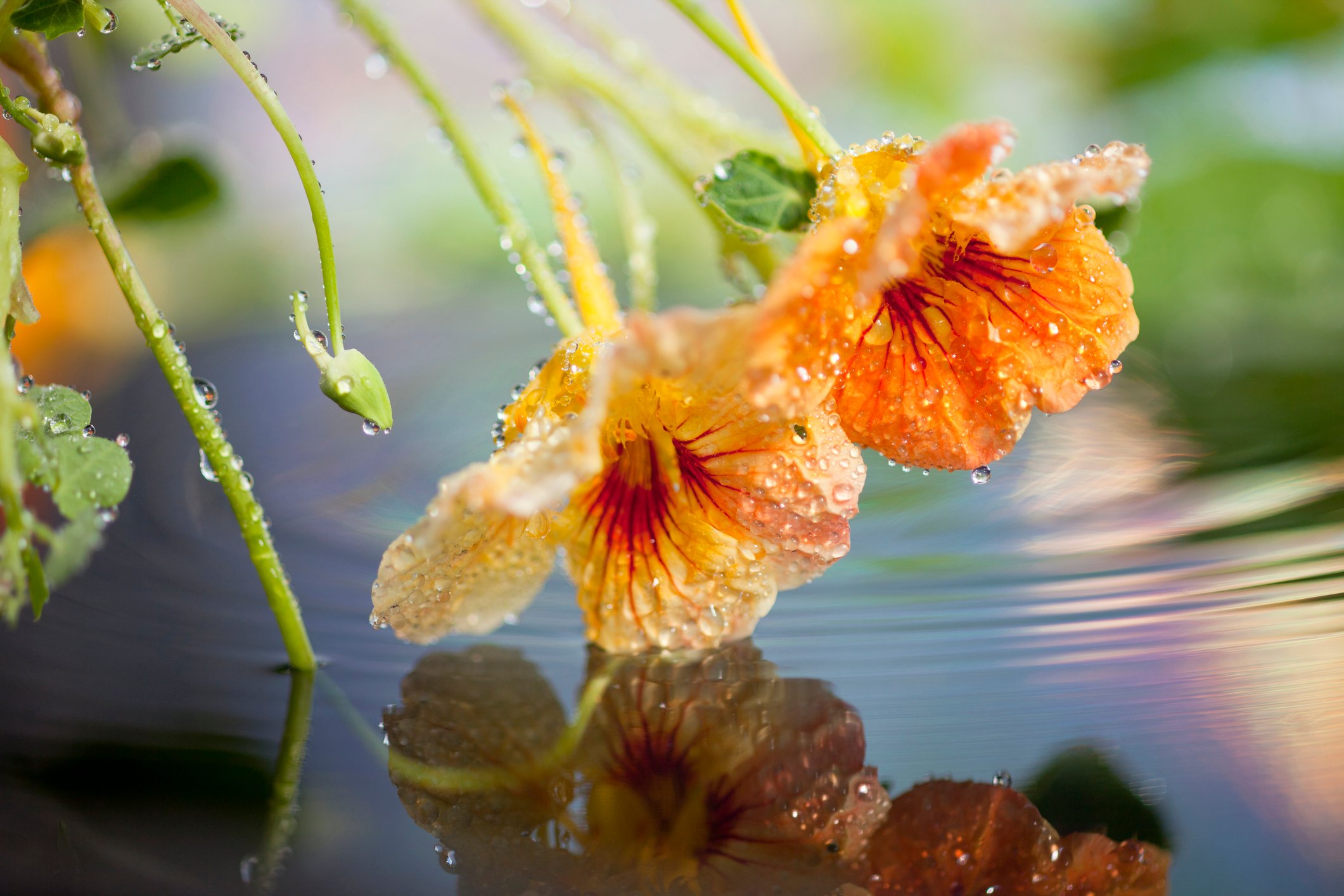 How To Grow Nasturtium In Your Garden - The Habitat