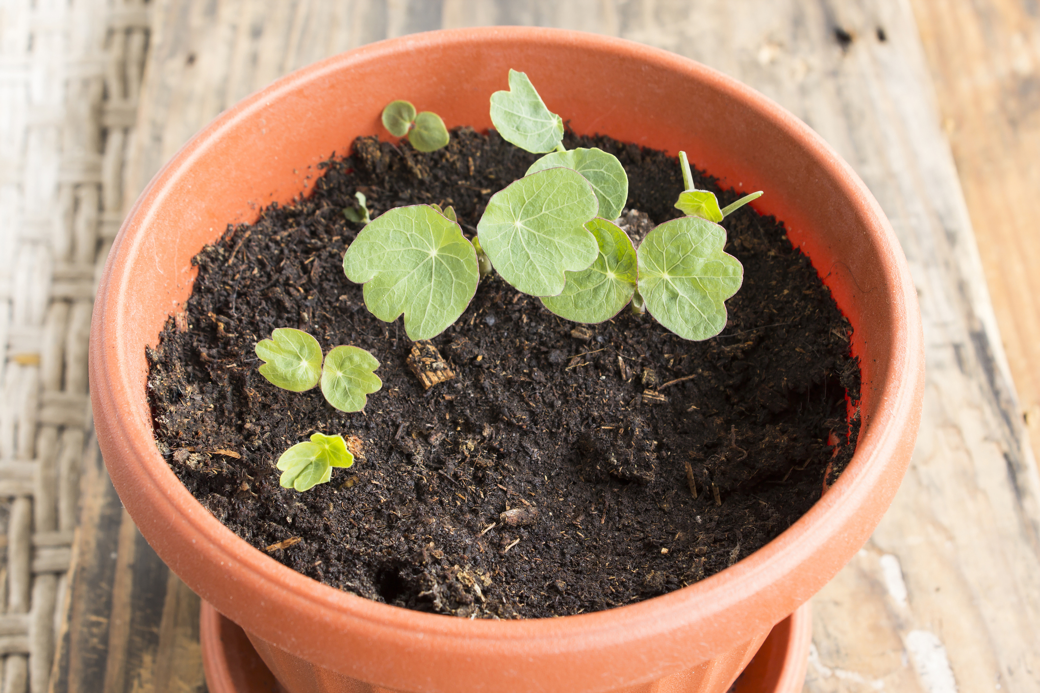 How To Grow Nasturtium In Your Garden - The Habitat
