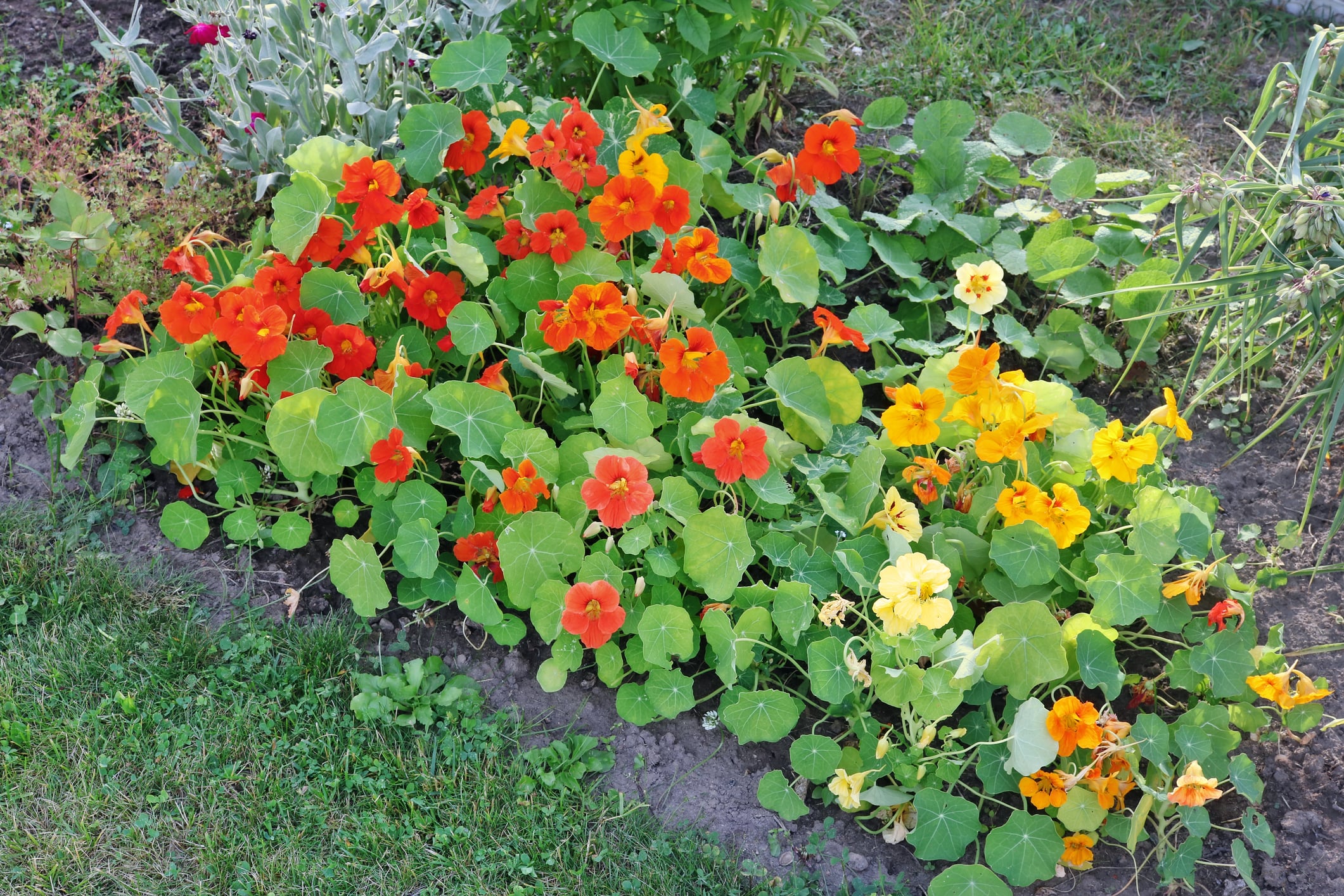How To Grow Nasturtium In Your Garden - The Habitat