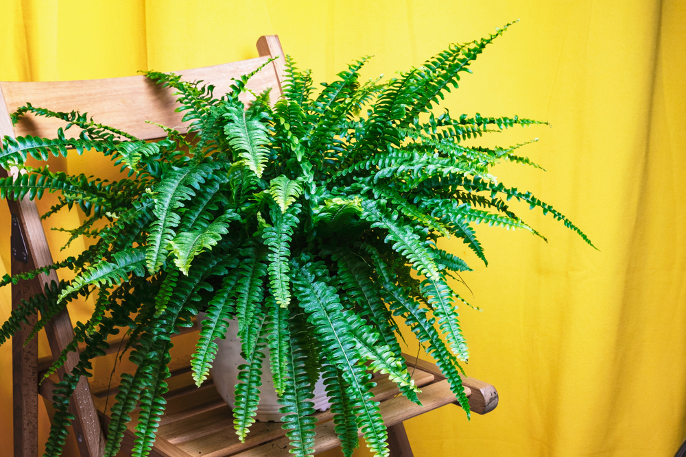 Guide to Caring for Indoor Ferns - The Habitat