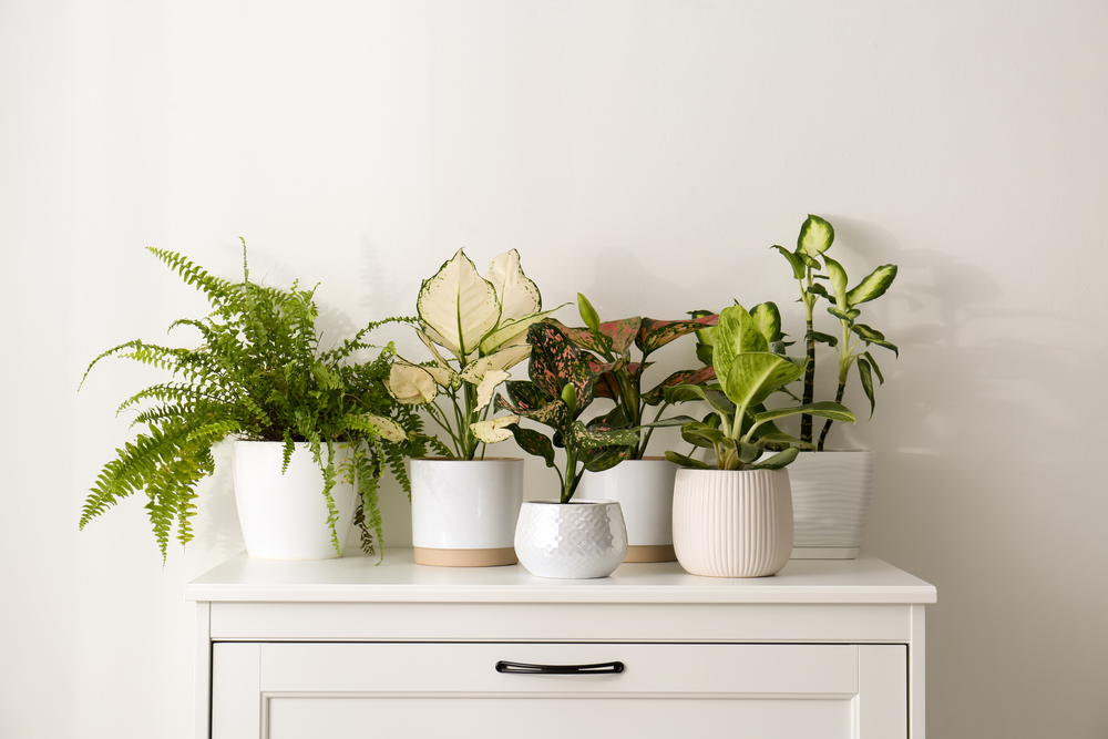 Guide to Caring for Indoor Ferns - The Habitat