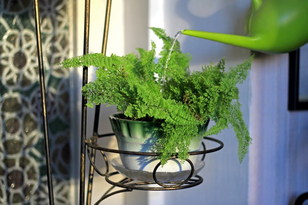 Guide to Caring for Indoor Ferns - The Habitat