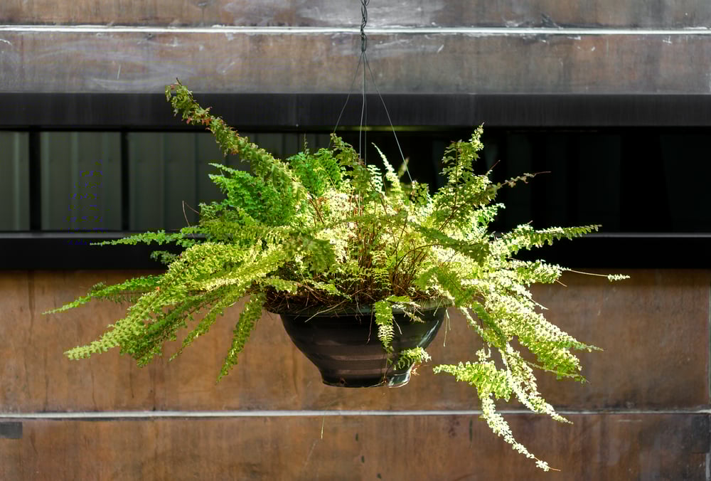 Guide to Caring for Indoor Ferns - The Habitat