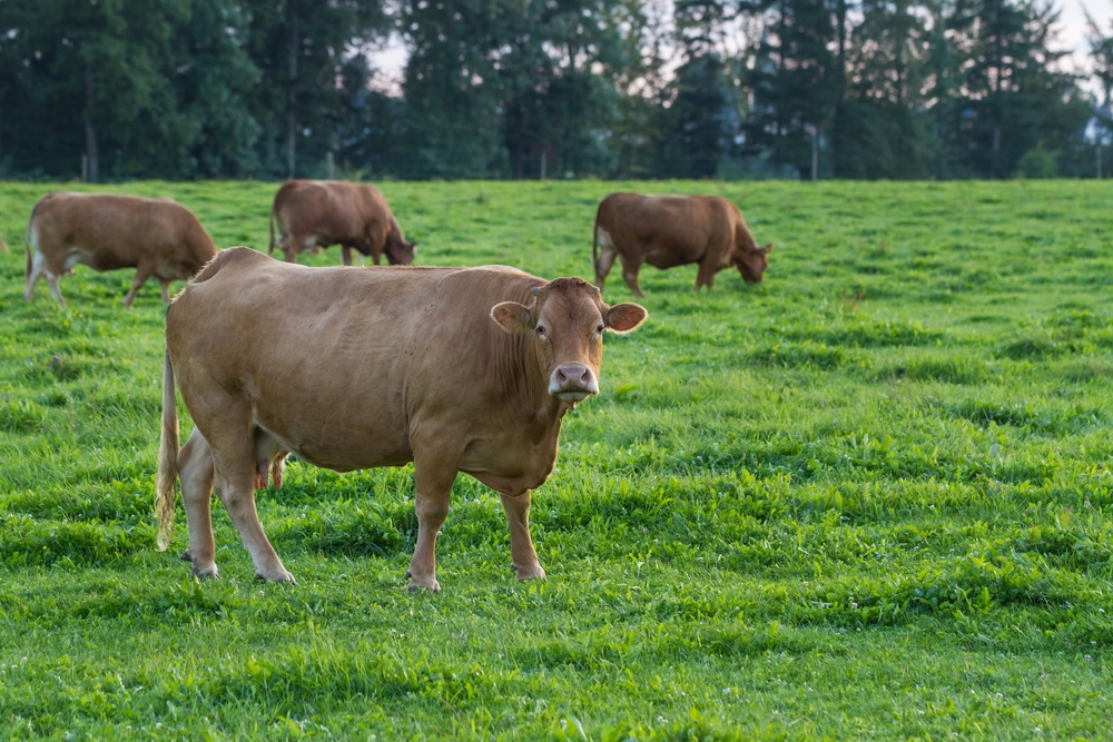 The Benefits of Eating Organic Foods - The Habitat