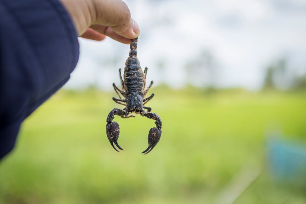 How to Kill a Scorpion - The Habitat