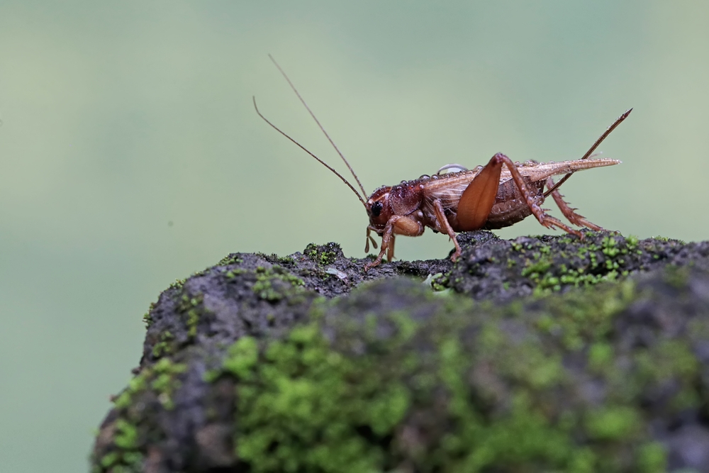 How to Catch a Cricket Inside a Building - The Habitat