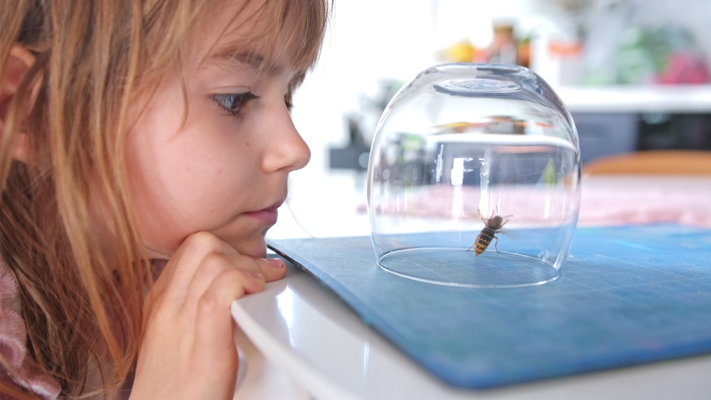 How to Catch a Cricket Inside a Building - The Habitat