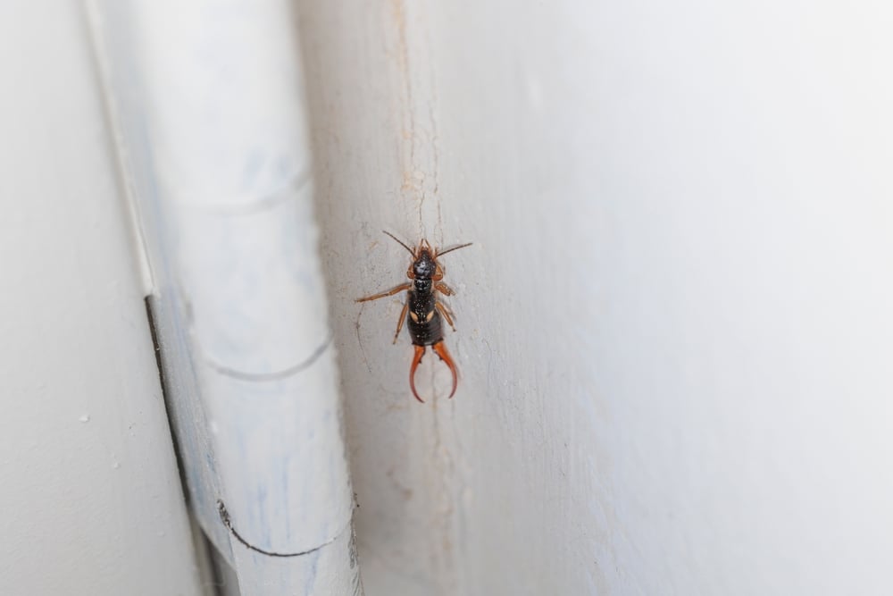 How to Get Rid of Earwigs - The Habitat