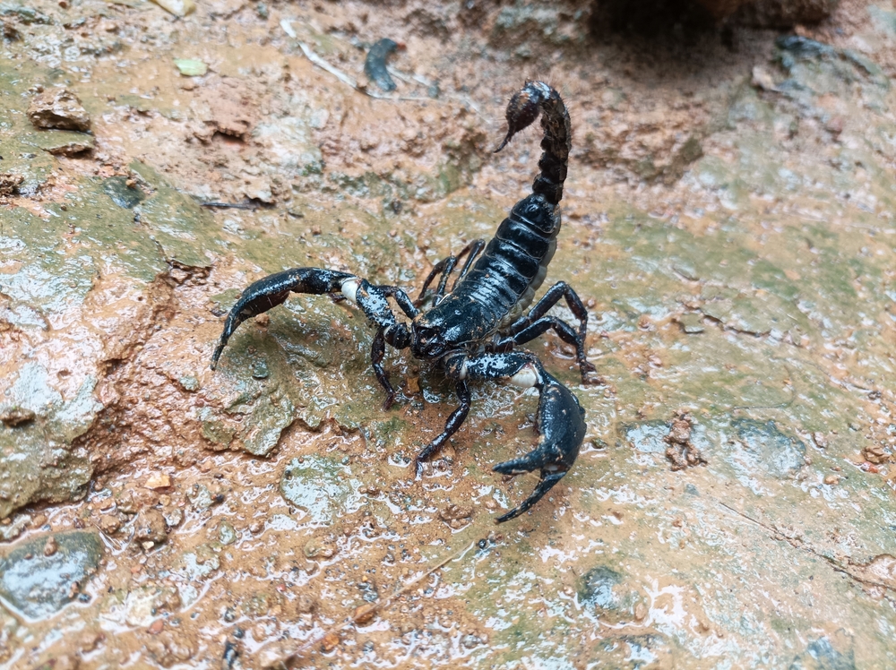 How to Kill a Scorpion - The Habitat