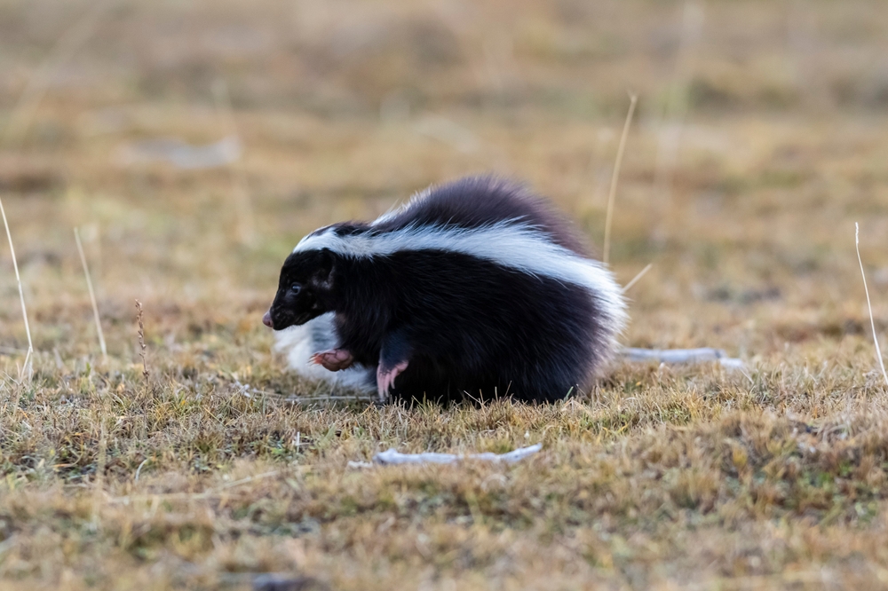 How to Get Rid of Skunks - The Habitat