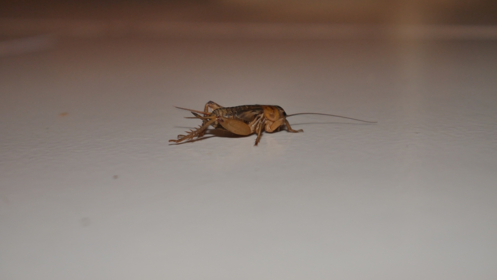 How to Catch a Cricket Inside a Building - The Habitat