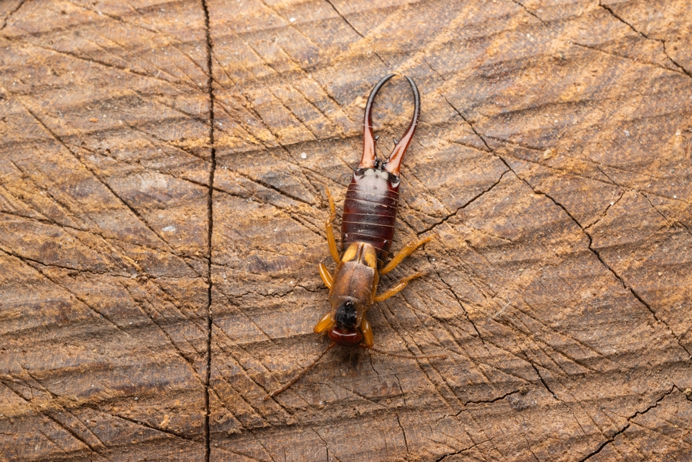 How to Get Rid of Earwigs - The Habitat