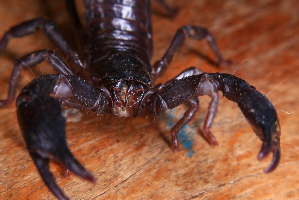 How to Kill a Scorpion - The Habitat