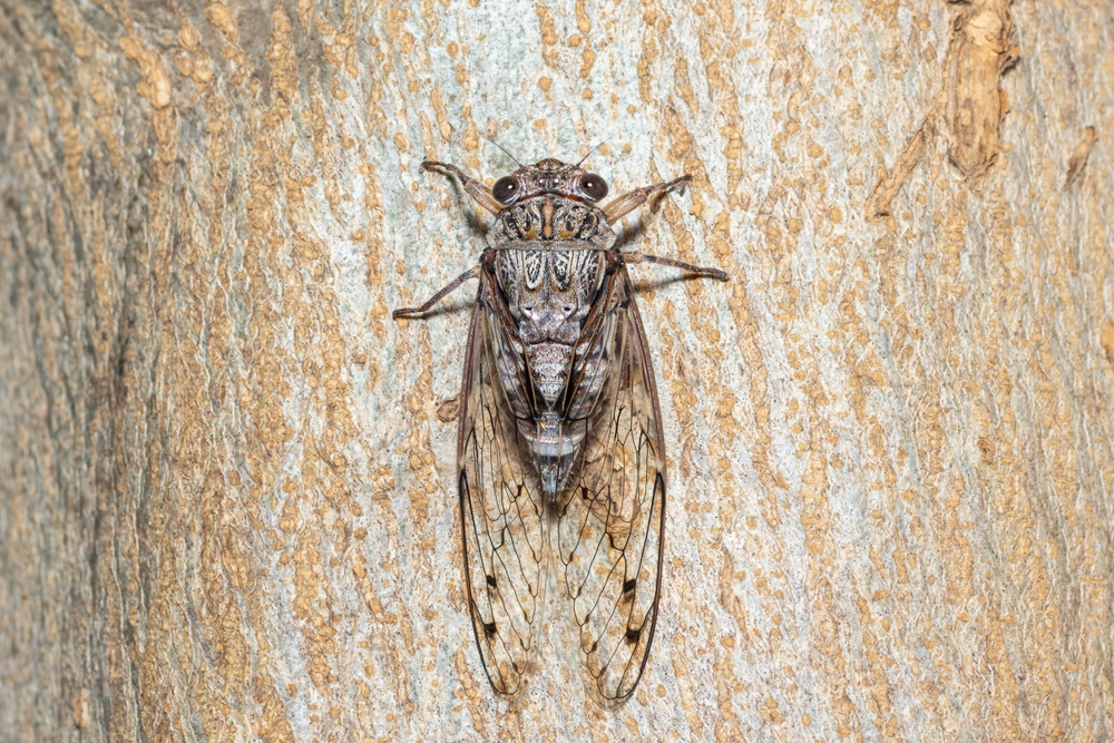 How to Get Rid of Cicadas (And, When Do They Come Out?) - The Habitat