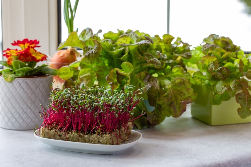 Easy Edible Plants You Can Grow Indoors Year-Round - The Habitat